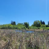 North Creek Trail, Washington - 557 Reviews, Map | AllTrails