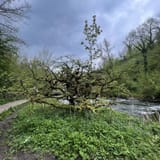 Chee Dale Gorge Circular, Derbyshire, England - 1,403 Reviews, Map ...