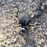 McCallum Trail, California - 720 Reviews, Map | AllTrails