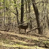 White Bison Loop, Missouri - 2,339 Reviews, Map | AllTrails