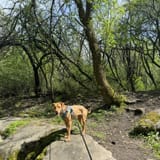 Edgecliff Loop, New York - 245 Reviews, Map | AllTrails