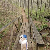 Bartram Trail: Wallace Branch to William's Pulpit, North Carolina ...