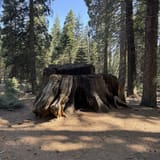 Big Stump Loop, California - 1,122 Reviews, Map | AllTrails