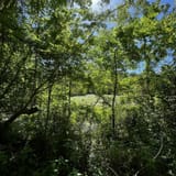 Comite Park Loop, Louisiana - 913 Reviews, Map | AllTrails