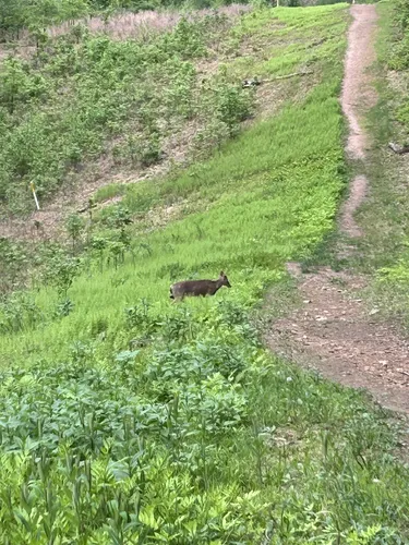 Best Easy Trails in Oregon Ridge Park | AllTrails