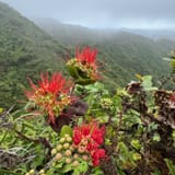 Manana Ridge Trail to Ko'olau Summit, Oahu, Hawaii - 172 Reviews, Map ...
