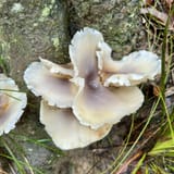 Engadine to Heathcote Loop via Engadine Trail, New South Wales ...