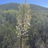 Corte Madera Mountain Trail, California - 1,739 Reviews, Map | AllTrails