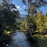 Warburton River Walk, Victoria, Australia - 209 Reviews, Map | AllTrails