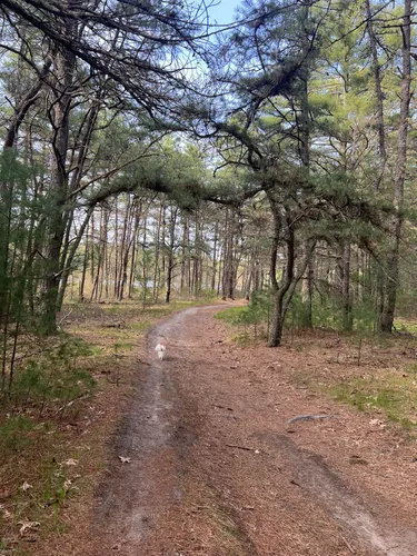 Best Mountain Biking Trails in Massasoit State Park | AllTrails