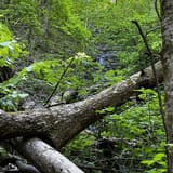 Sutton Ridge Overlook Trail, Tennessee - 534 Reviews, Map | AllTrails