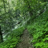 Sutton Ridge Overlook Trail, Tennessee - 534 Reviews, Map | AllTrails
