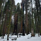 Congress Trail, California - 2,873 Reviews, Map | AllTrails