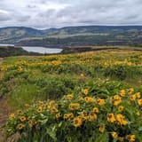 Rowena Plateau Trail, Oregon - 845 Reviews, Map | AllTrails