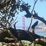 Angel Island Perimeter Loop, California - 1,751 Reviews, Map | AllTrails