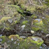 Tonsina Creek Trail, Alaska - 1,380 Reviews, Map | AllTrails