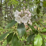 Hard Times Loop, North Carolina - 1,633 Reviews, Map | AllTrails