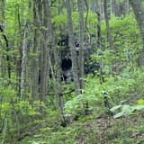 Hard Times Loop, North Carolina - 1,633 Reviews, Map | AllTrails