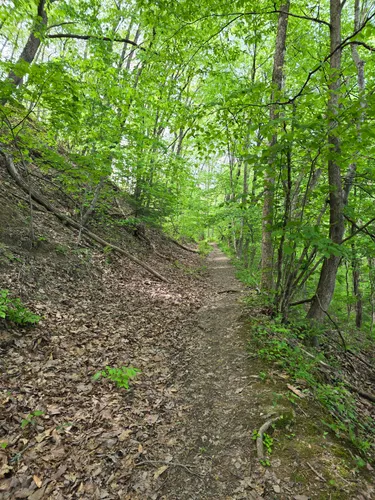 Best Views Trails in Elkins | AllTrails