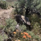 Keystone Canyon Trail, Nevada - 1,213 Reviews, Map | AllTrails