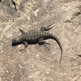 Keystone Canyon Trail, Nevada - 1,213 Reviews, Map | AllTrails