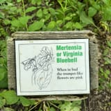 Aman Park Loop, Michigan - 1,503 Reviews, Map | AllTrails