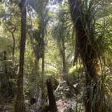 Cossey Massey Loop Track, Auckland, New Zealand - 813 Reviews, Map ...