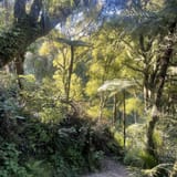 Cossey Massey Loop Track, Auckland, New Zealand - 813 Reviews, Map ...