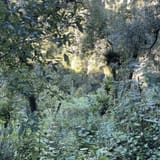 Cossey Massey Loop Track, Auckland, New Zealand - 813 Reviews, Map ...