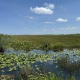 Anhinga Trail, Florida - 1,818 Reviews, Map | AllTrails