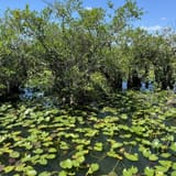 Anhinga Trail, Florida - 1,818 Reviews, Map | AllTrails
