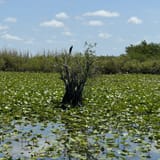 Anhinga Trail, Florida - 1,818 Reviews, Map | AllTrails