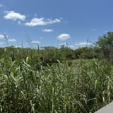 Anhinga Trail, Florida - 1,818 Reviews, Map | AllTrails