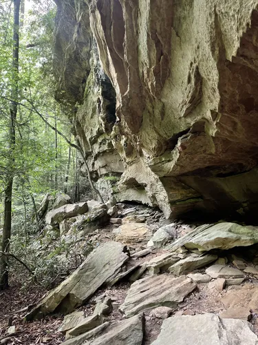 Best Forest Trails in Rogers | AllTrails