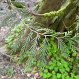 Tickle Creek Trail, Oregon - 397 Reviews, Map | AllTrails