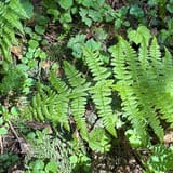 Tickle Creek Trail, Oregon - 397 Reviews, Map | AllTrails