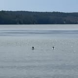 Niquette Bay State Park, Vermont - 878 Reviews, Map | AllTrails