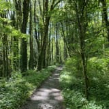 Tryon Creek Triple Bridge Loop, Oregon - 1,506 Reviews, Map | AllTrails