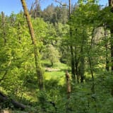 Tryon Creek Triple Bridge Loop, Oregon - 1,506 Reviews, Map | AllTrails