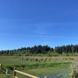 Mercer Slough Nature Park, Washington - 1,047 Reviews, Map | AllTrails