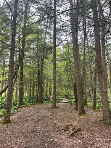 Best Moderate Trails in Stone Valley Recreation Area | AllTrails