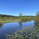 Mercer Slough Nature Park, Washington - 1,047 Reviews, Map | AllTrails