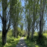 Mercer Slough Nature Park, Washington - 1,047 Reviews, Map | AllTrails