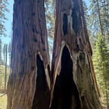 Sherman Tree, Congress, Trail of the Sequoias, and Tharp's Log Loop ...