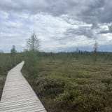Mer Bleue Bog Trail, Ontario, Canada - 486 Reviews, Map | AllTrails
