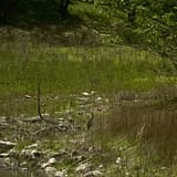 White Bison Loop, Missouri - 2,467 Reviews, Map | AllTrails