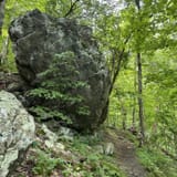 Jones Run Falls Trail, Virginia - 852 Reviews, Map | AllTrails