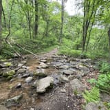 Jones Run Falls Trail, Virginia - 852 Reviews, Map | AllTrails