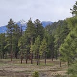 Schultz Creek Trail, Arizona - 449 Reviews, Map | AllTrails