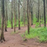 Parallel Forest Trail, Oklahoma - 408 Reviews, Map | AllTrails